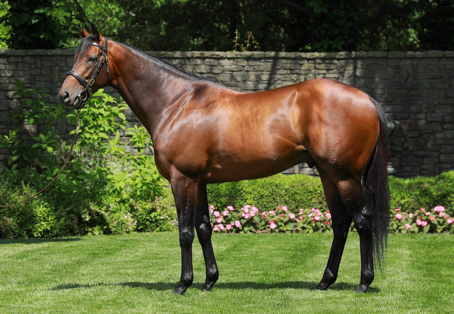 Haras Don AlbertoMendelssohn se consagra como el padrillo con más ...